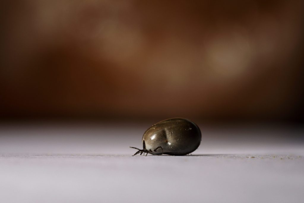 Punkin purema voi tehdä allergiseksi liharuualle – diagnoosin saaminen ...