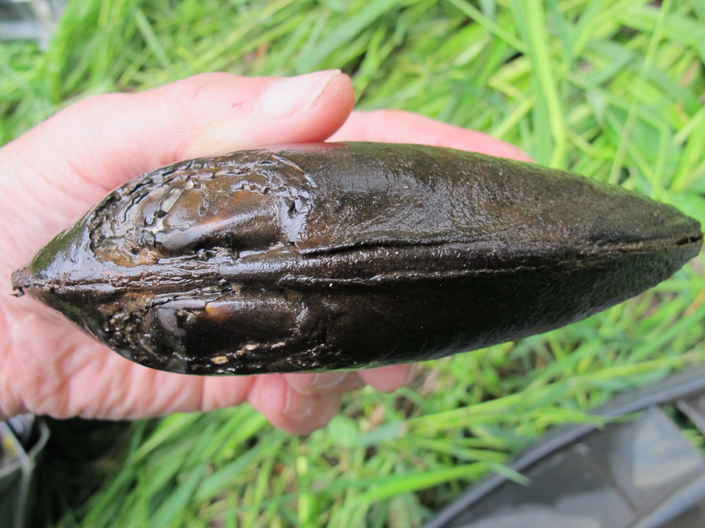 Suomesta löytynyt 12 uutta raakkujokea, yksi merkittävimmistä ...