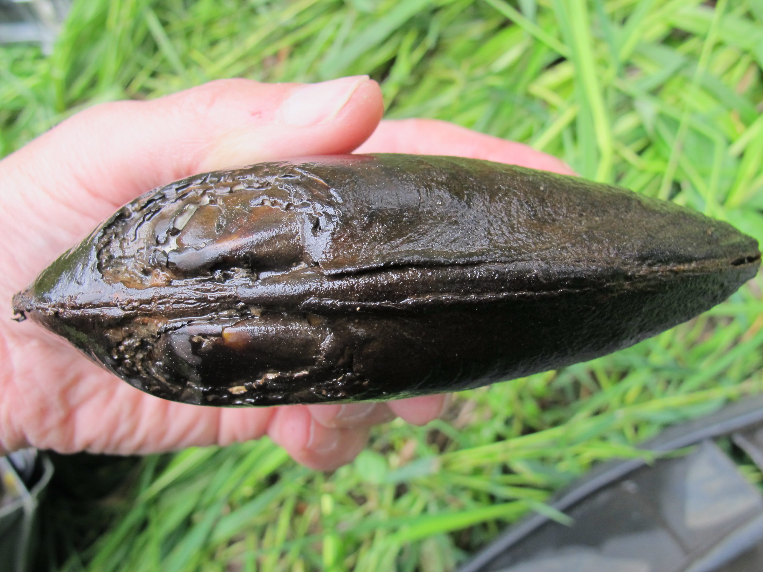 Suomesta löytynyt 12 uutta raakkujokea, yksi merkittävimmistä ...