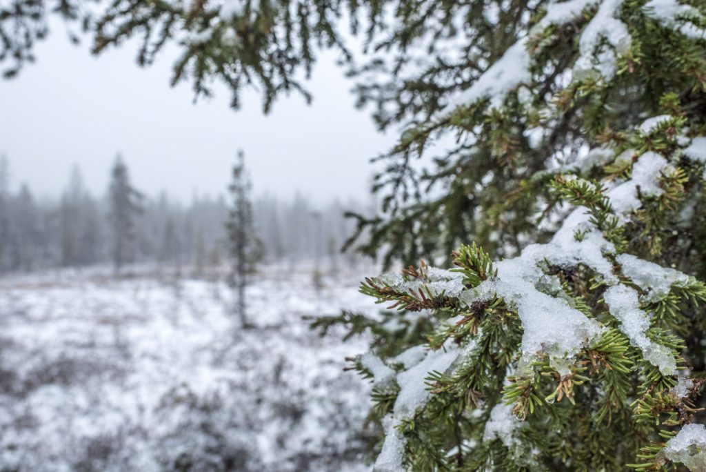 Foreca: Osa Suomesta saa loppuviikosta lunta, osa kunnolla plussaa ...