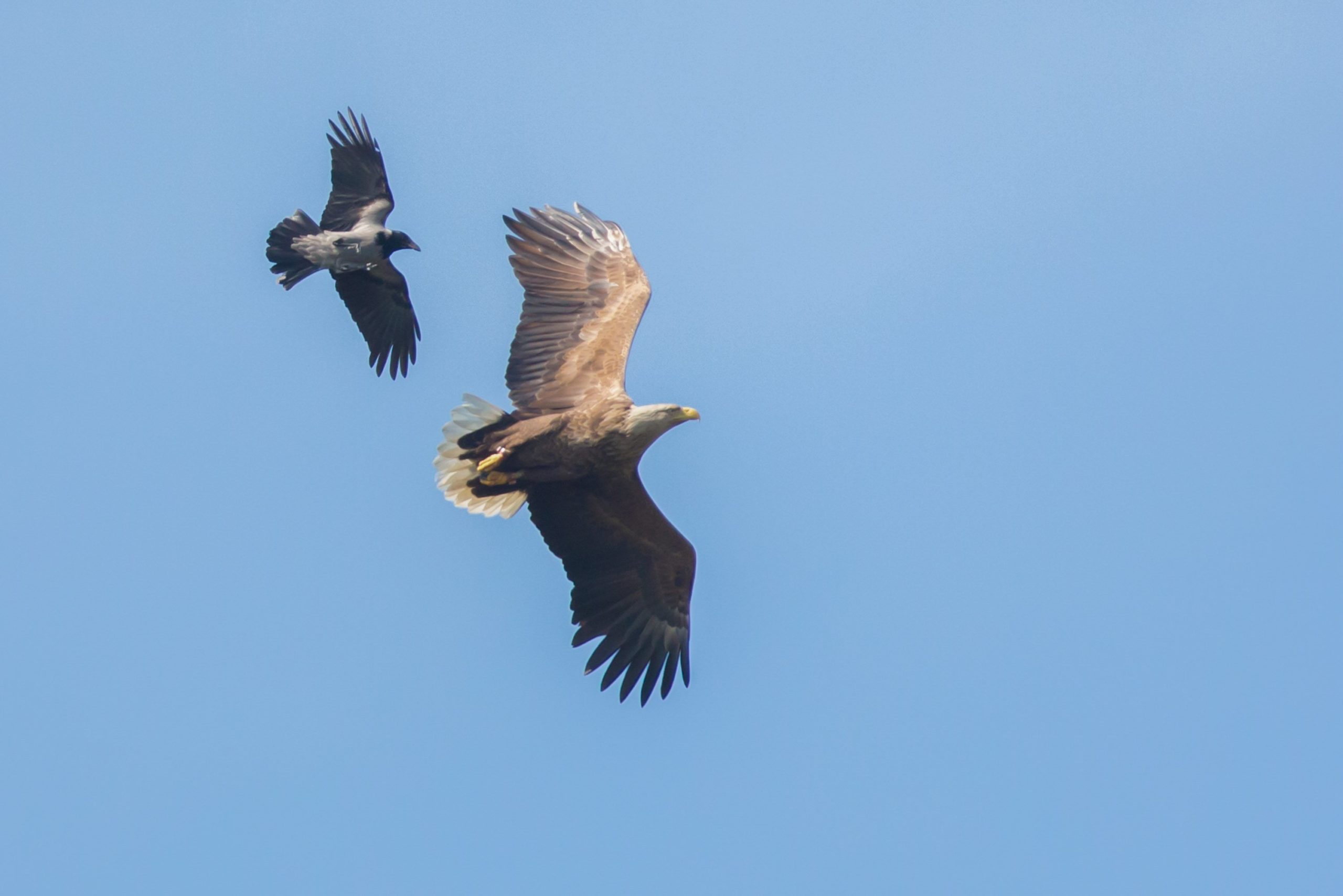 Merikotkat pesivät onnistuneesti Suomessa, poikasia varttui yli 600 ...