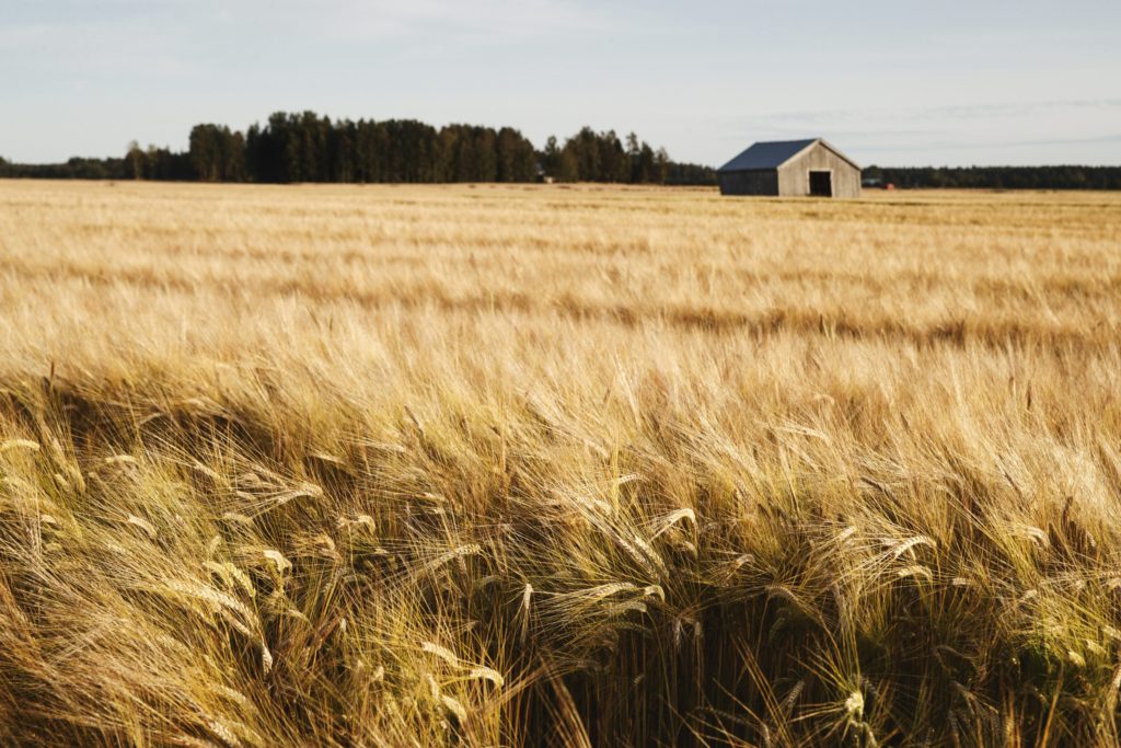 Pro Agria: Elintarvikelaatuisesta viljasta on satokauden jälkeen ...