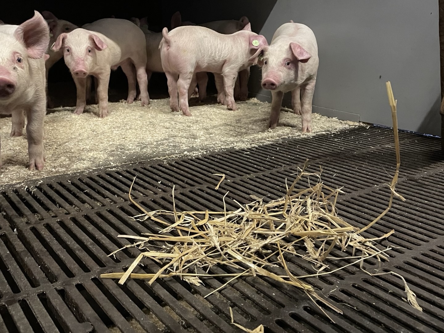 "Tuotetaan helmiä sioille" – Sikatilallinen hämmästelee, miksi ...