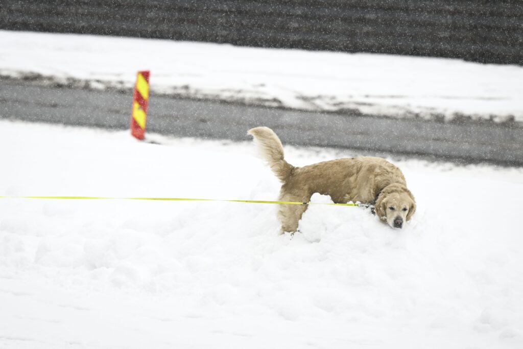 Tässä ovat terveimmät koirat suomalaisten suosikkirotujen joukosta ...