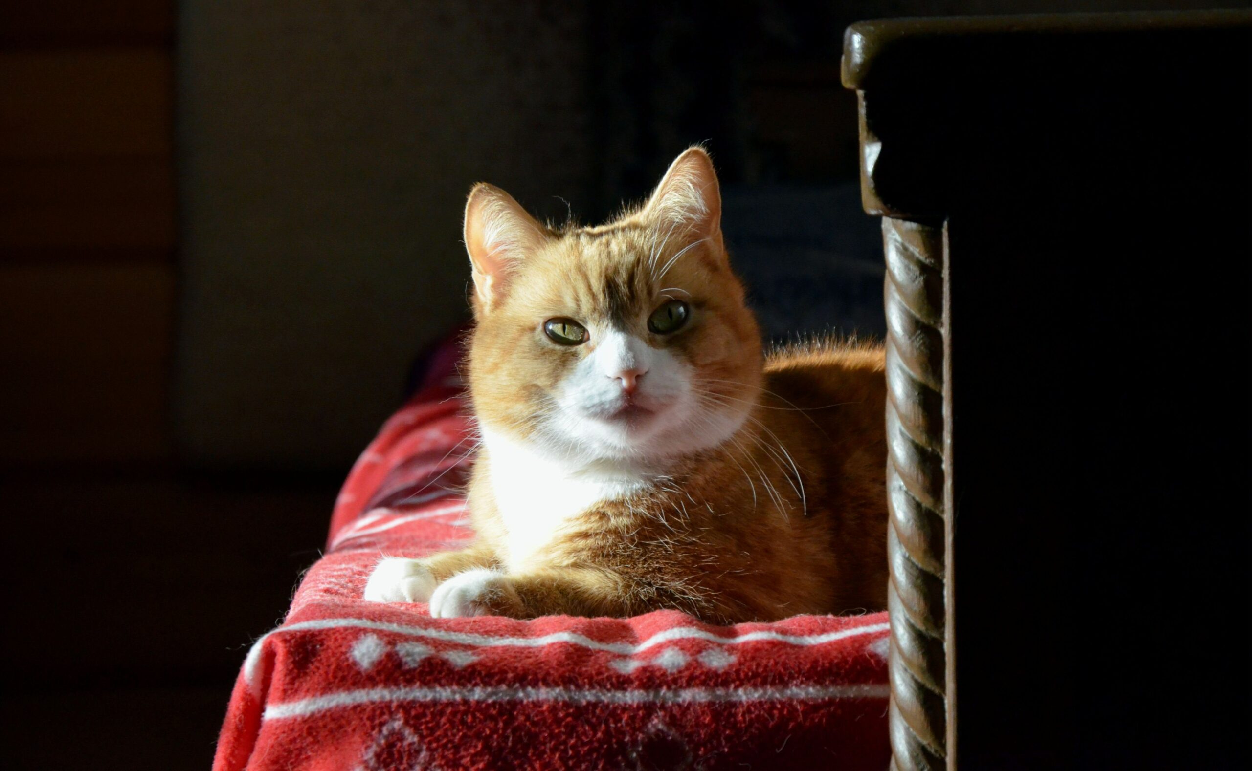 Miksi kissa kehrää? – Syy voi olla aivan muuta kuin luulemme - Suomenmaa.fi