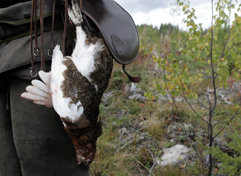 Ministeriö haluaa kieltää riekkojen metsästyksen muualla kuin Ylä ...