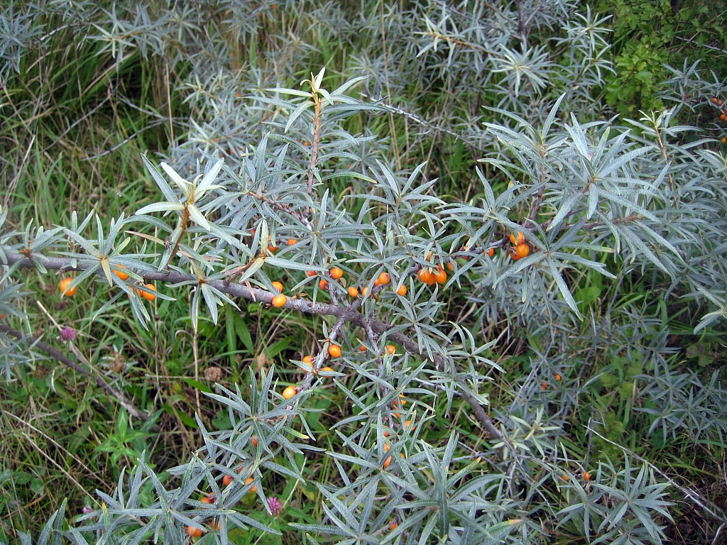 Tyrni on eräs parhaista C-vitamiinin lähteistä, mutta myös paljon muuta ...