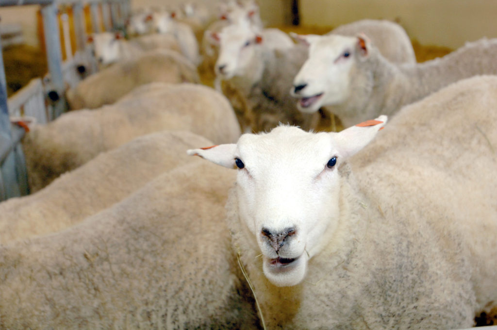 Miehen Ep ill n Teurastaneen Yli Tuhat Lammasta Tainnuttamatta miehen-ep-ill-n-teurastaneen-yli-tuhat-lammasta-tainnuttamatta
