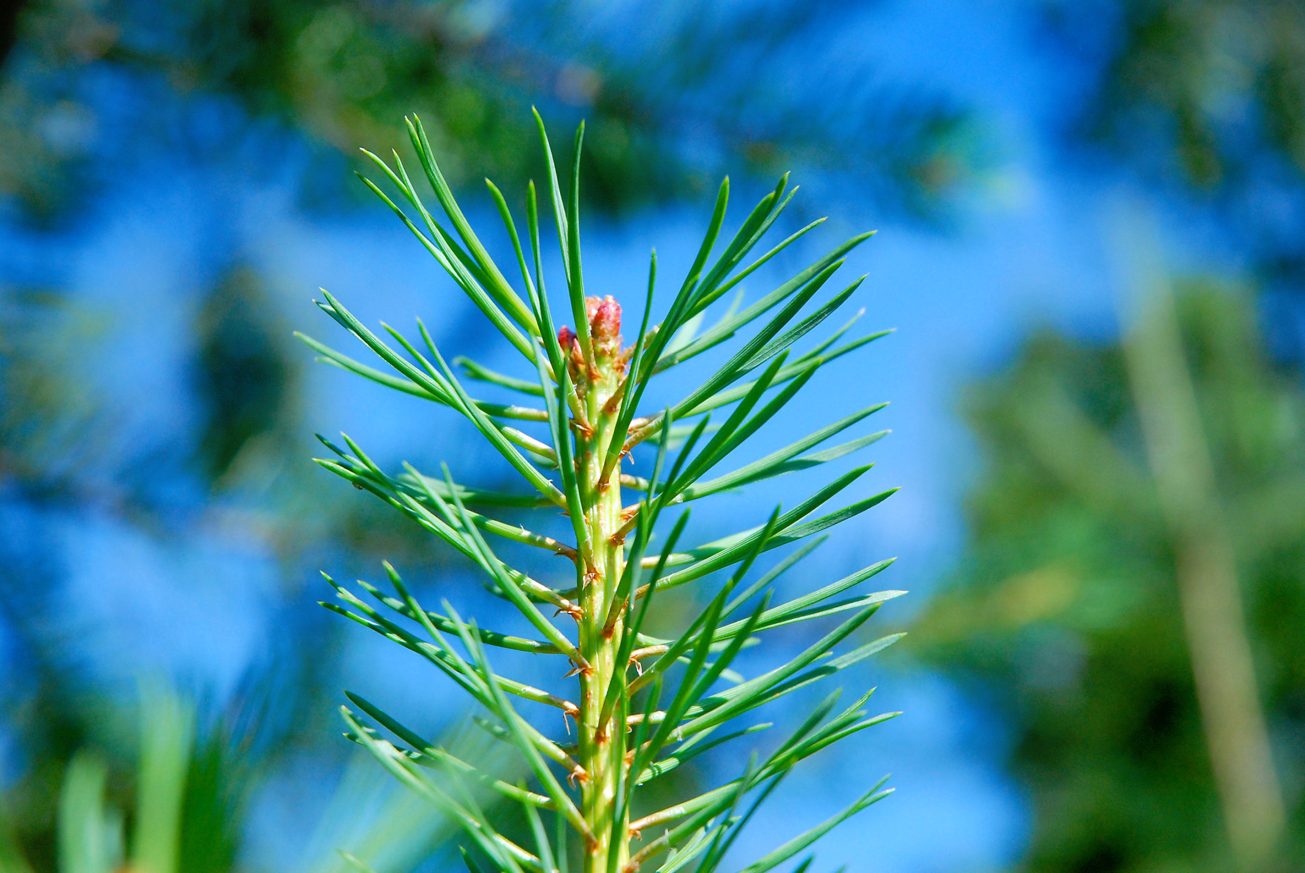 Puusta energiaa kaasuttamalla - Suomenmaa.fi